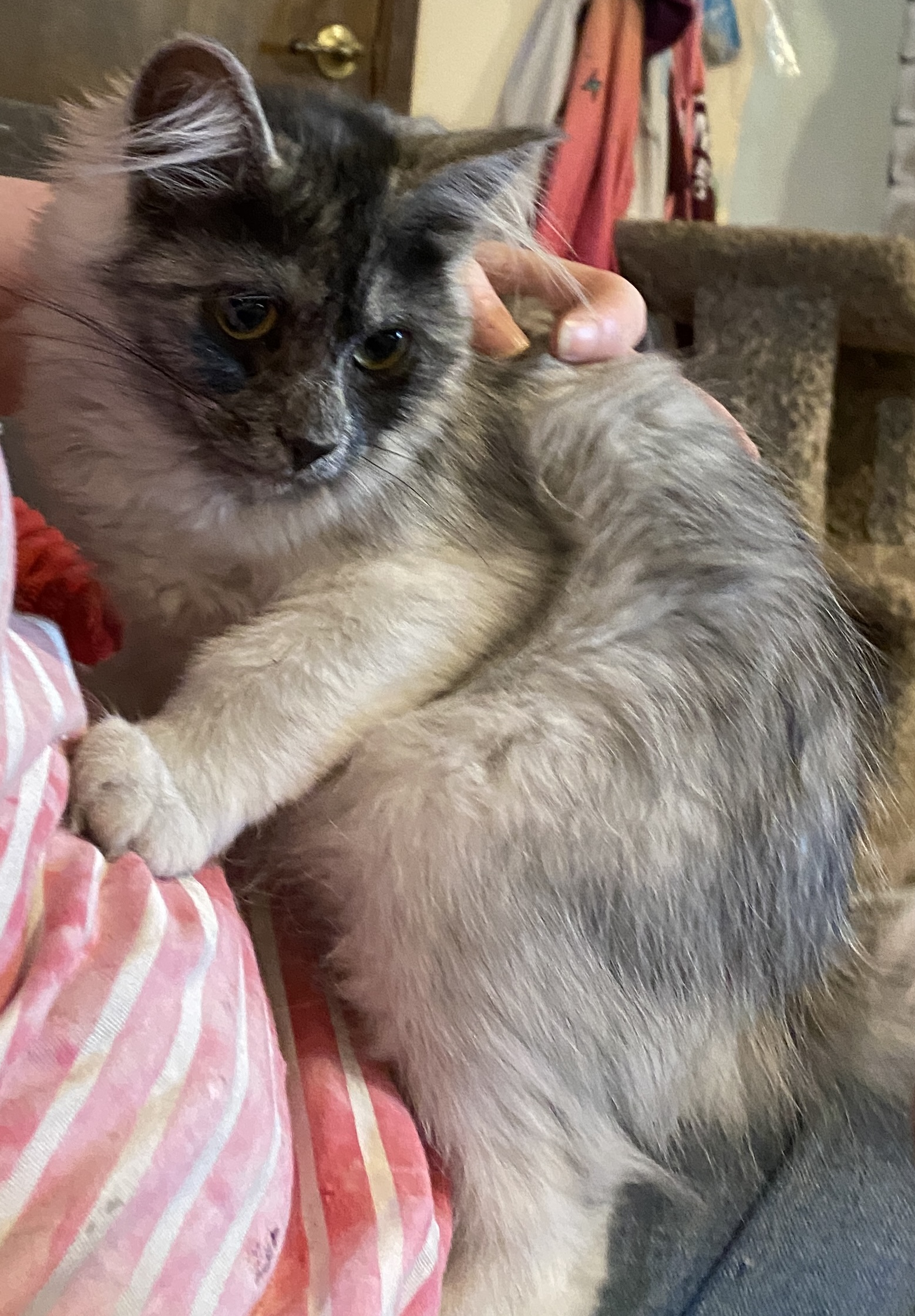 Home [react.the.rodeo]