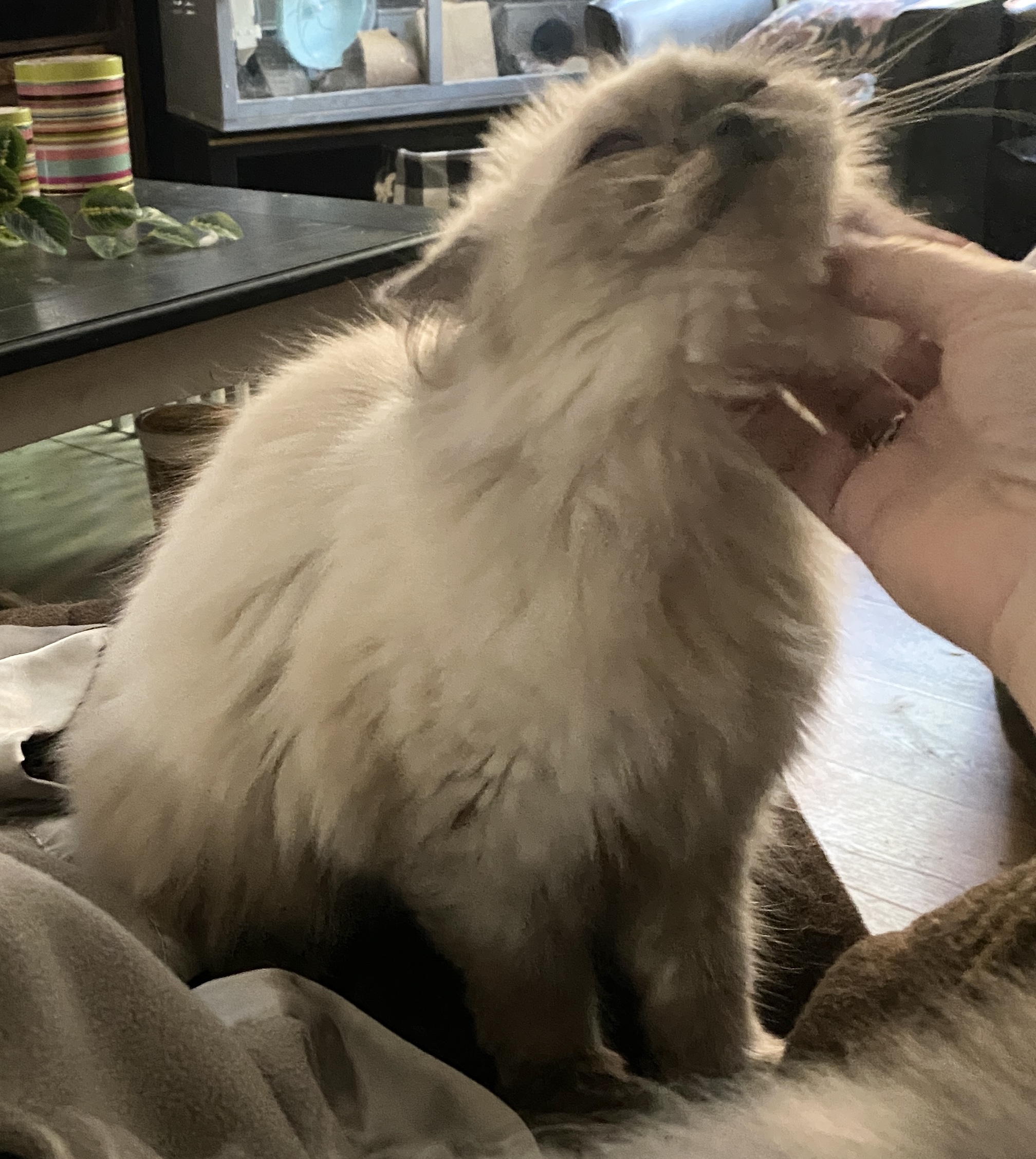 Home [react.the.rodeo]