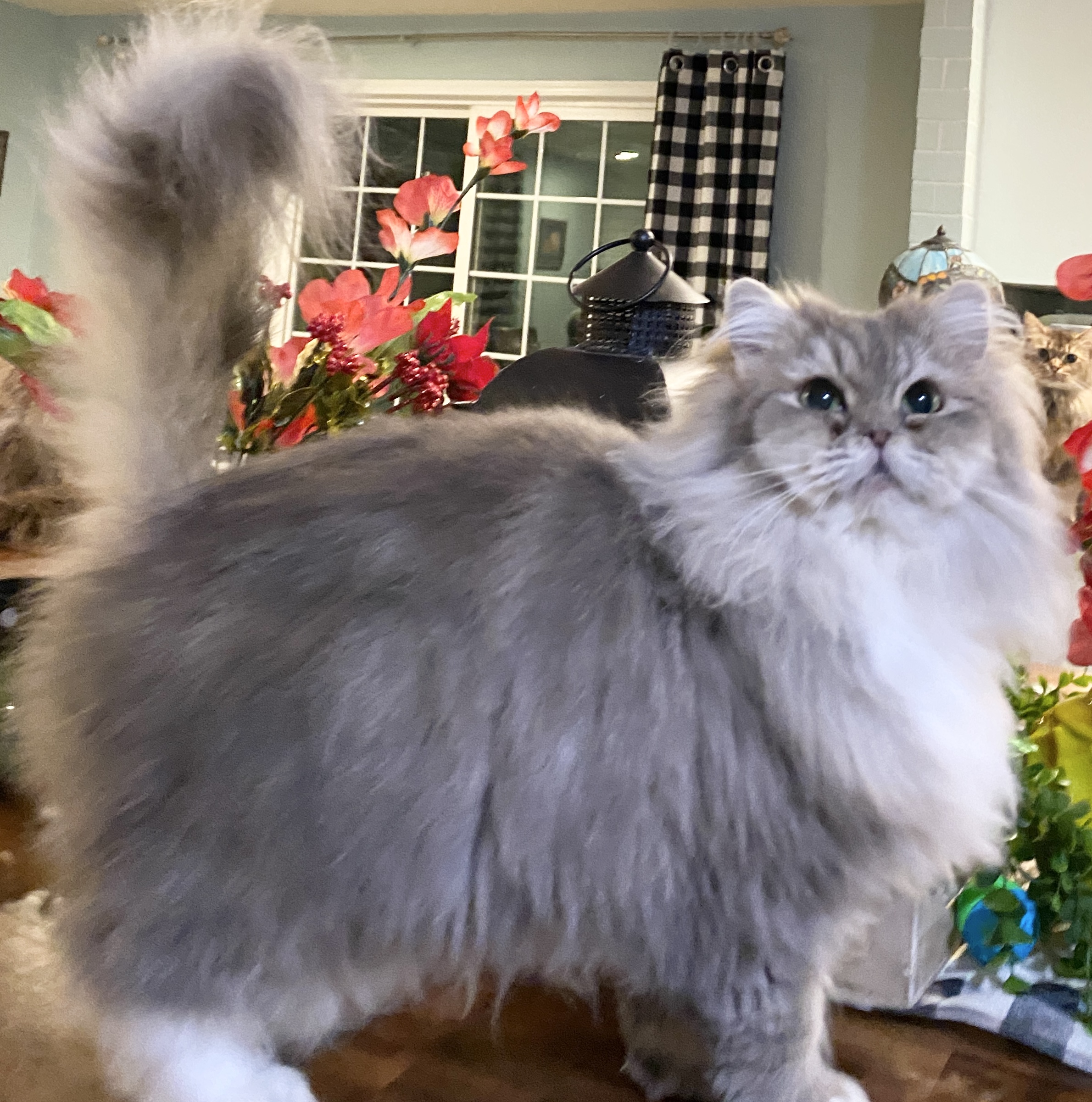 Home [react.the.rodeo]