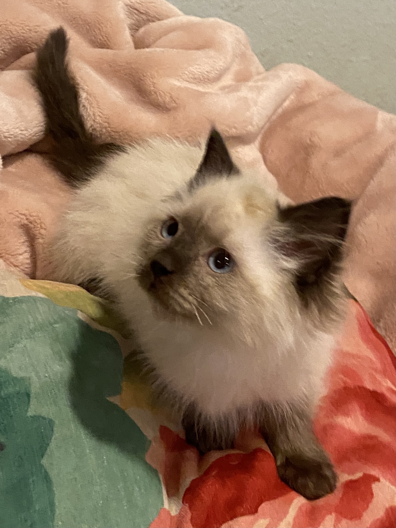 Home [react.the.rodeo]